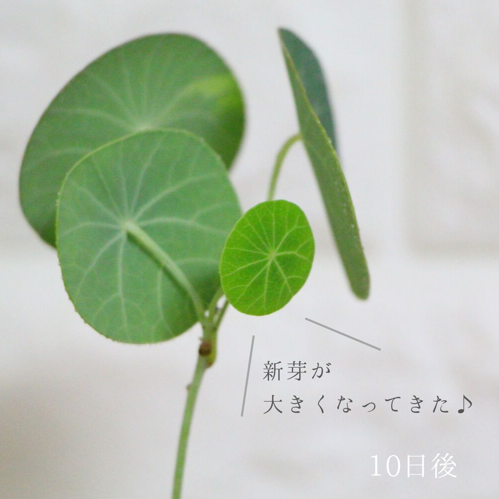 小さくても存在感あり！ステファニア ピエレイを育ててみた | YONNER LIFE